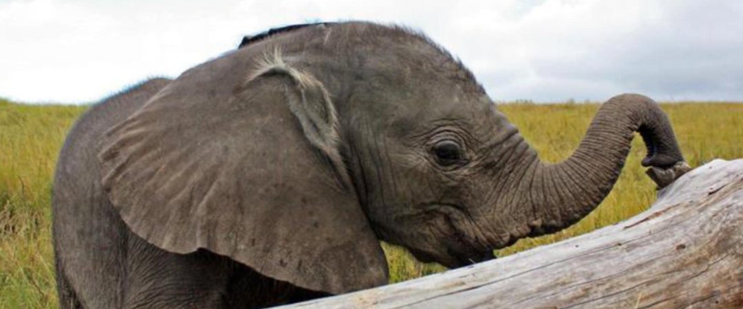 Golfer's Holiday With Superior Golf And Luxury Kruger Safari : Ikewana