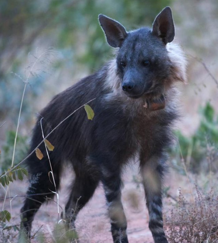 Track Hyena On Foot - Ikewana : Ikewana
